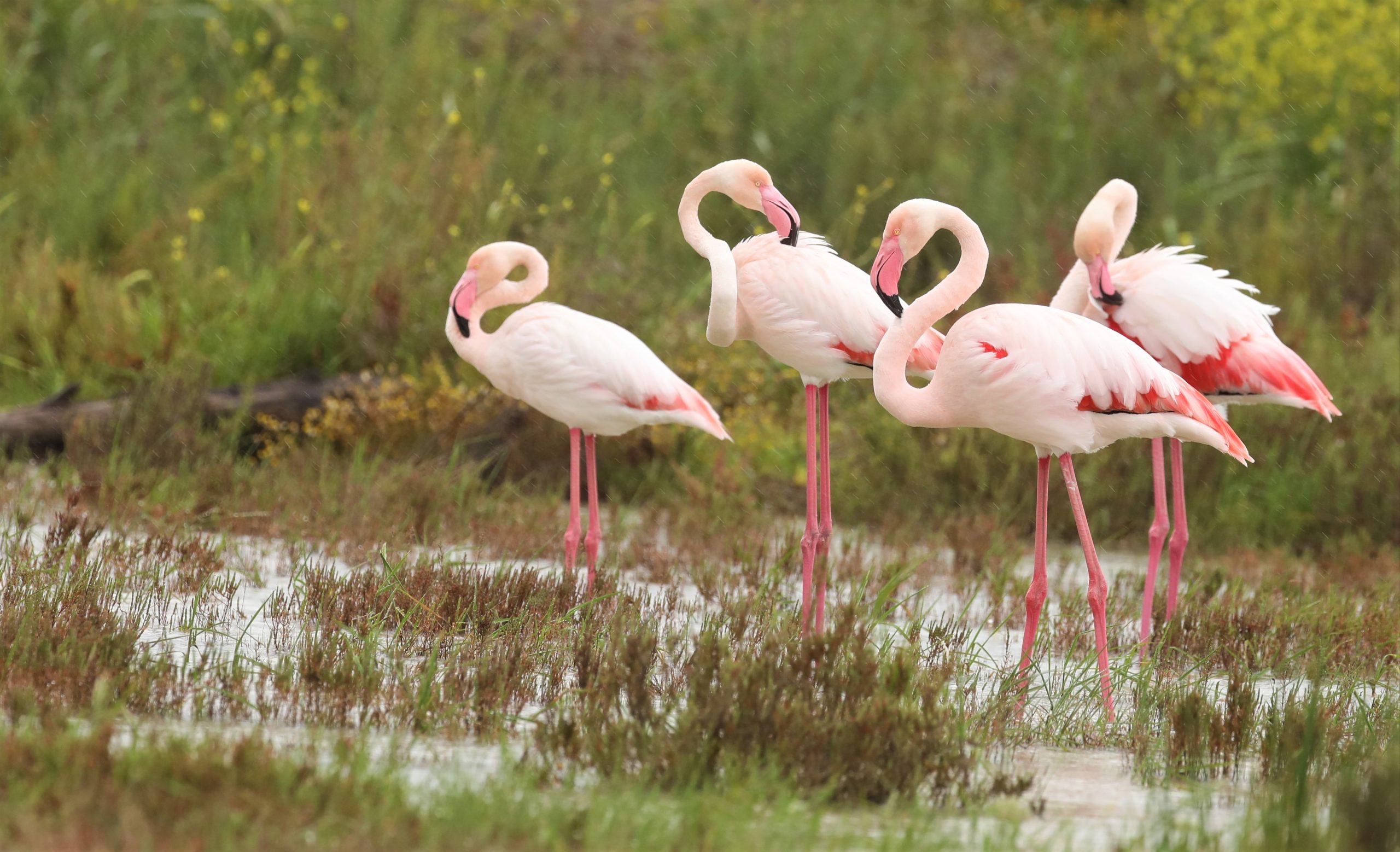 Ecologistas en Acción, Salvemos Doñana, SEO/BirdLife, WeMove Europe y ... Ecologistas en Acción, Salvemos Doñana, SEO/BirdLife, WeMove Europe y ...